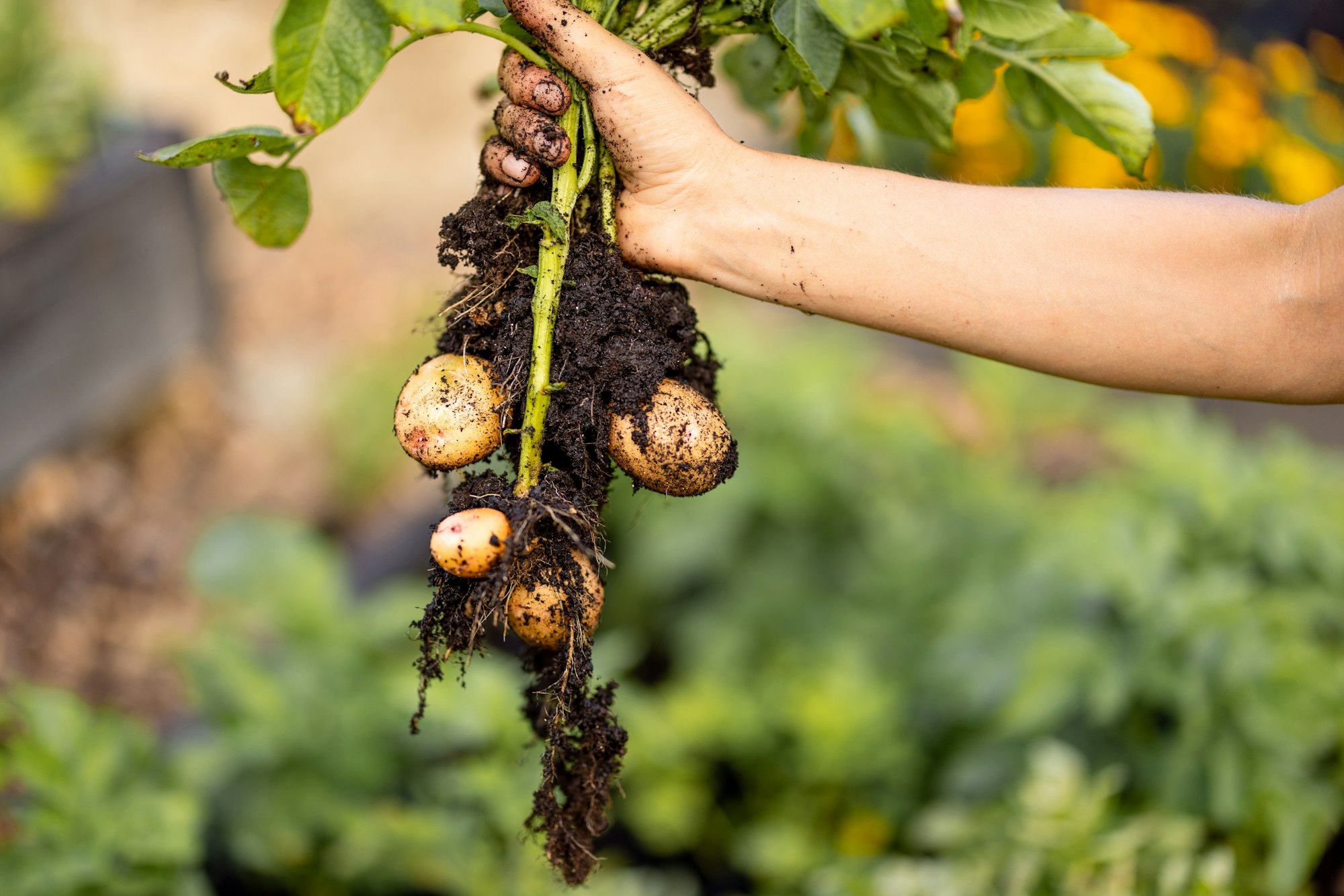 Tubérculos - Leonardita del Ebro